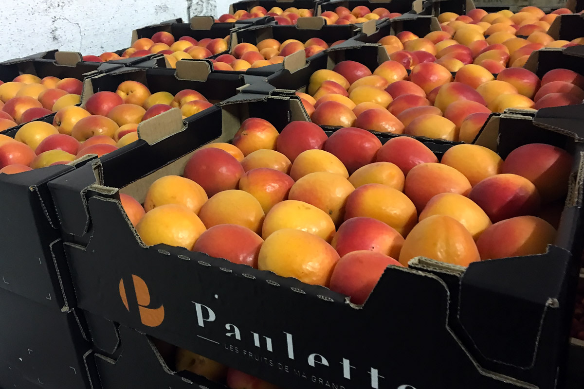 LES_VERGERS_MARCEL-86 - Les Vergers Marcel